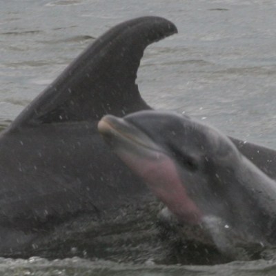 Photo Gallery | Cetacean Cruises